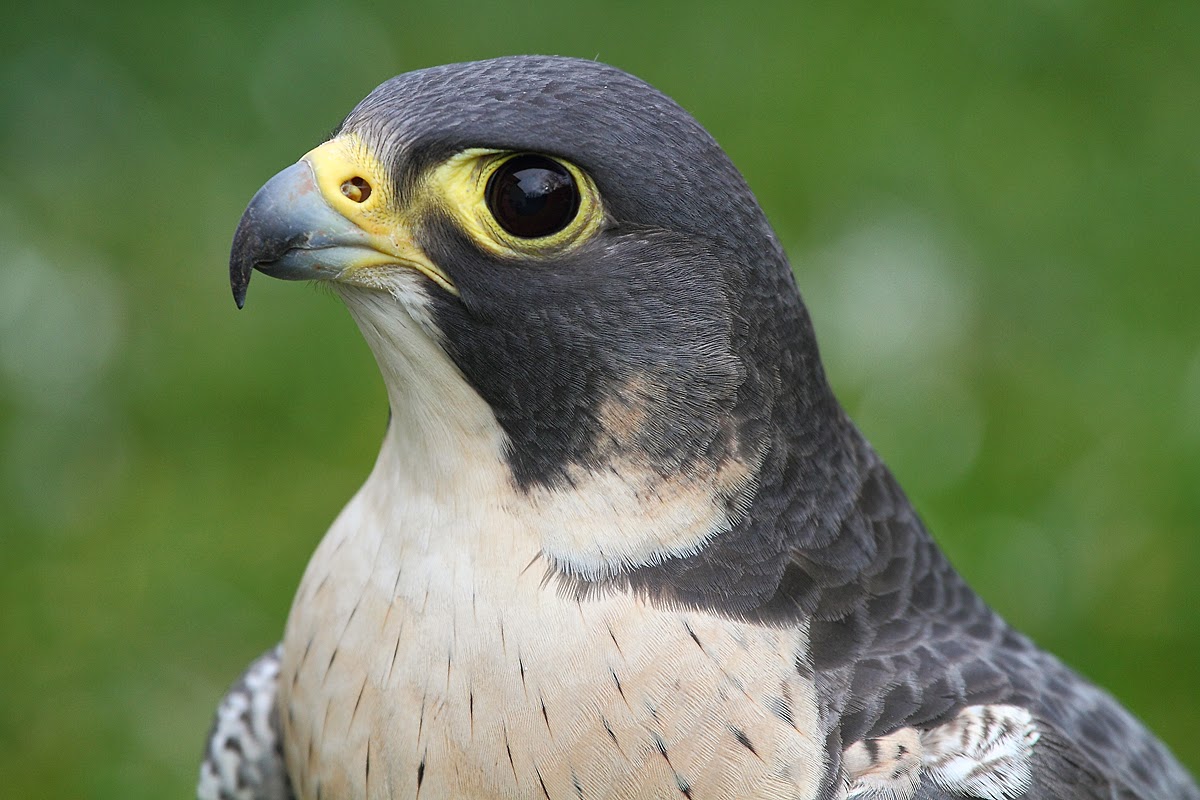 Saveanimalsworld: Halcón peregrino